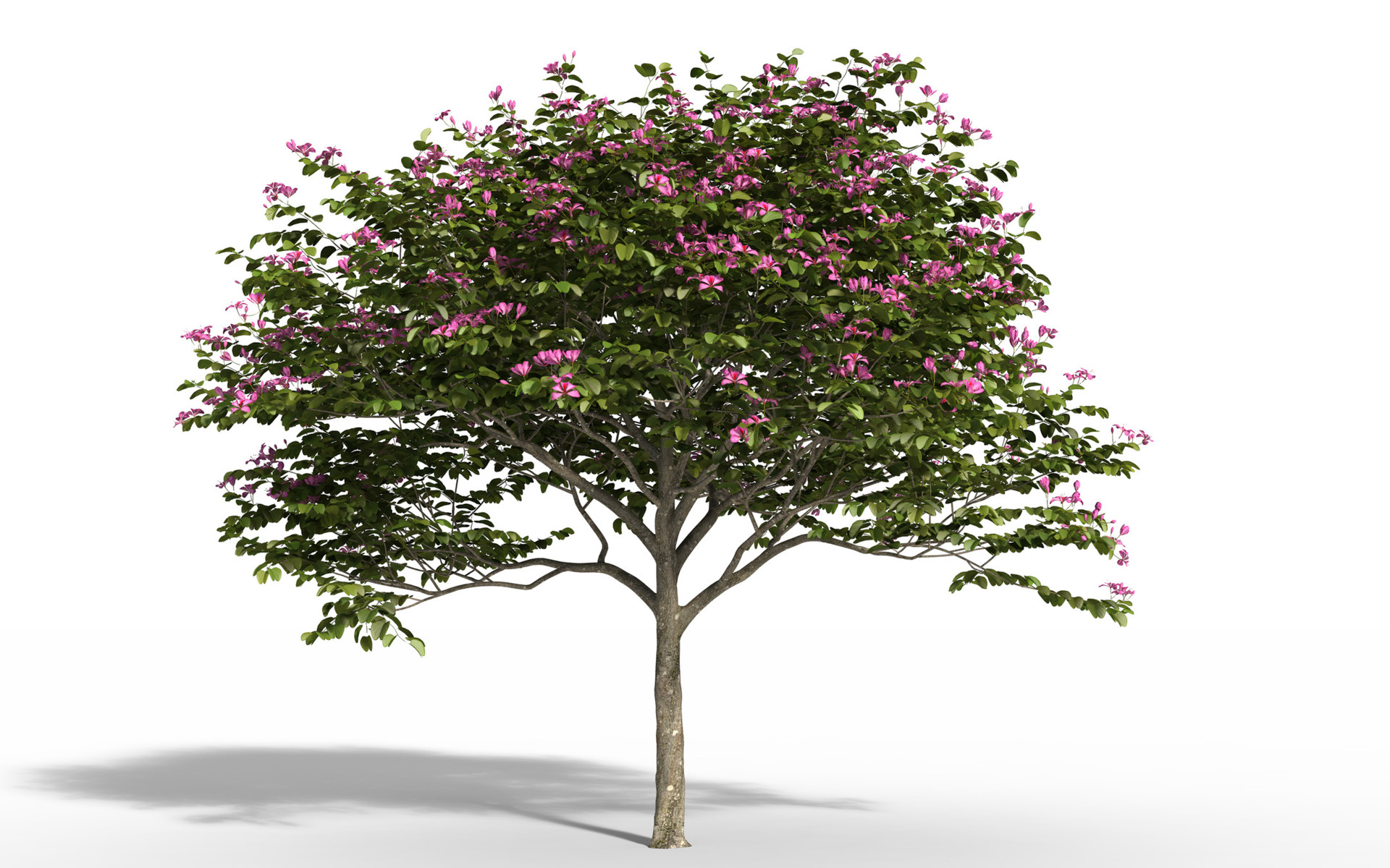 Frédéric Bec - Bauhinia blakeana (Hong Kong orchid tree) close up on ...