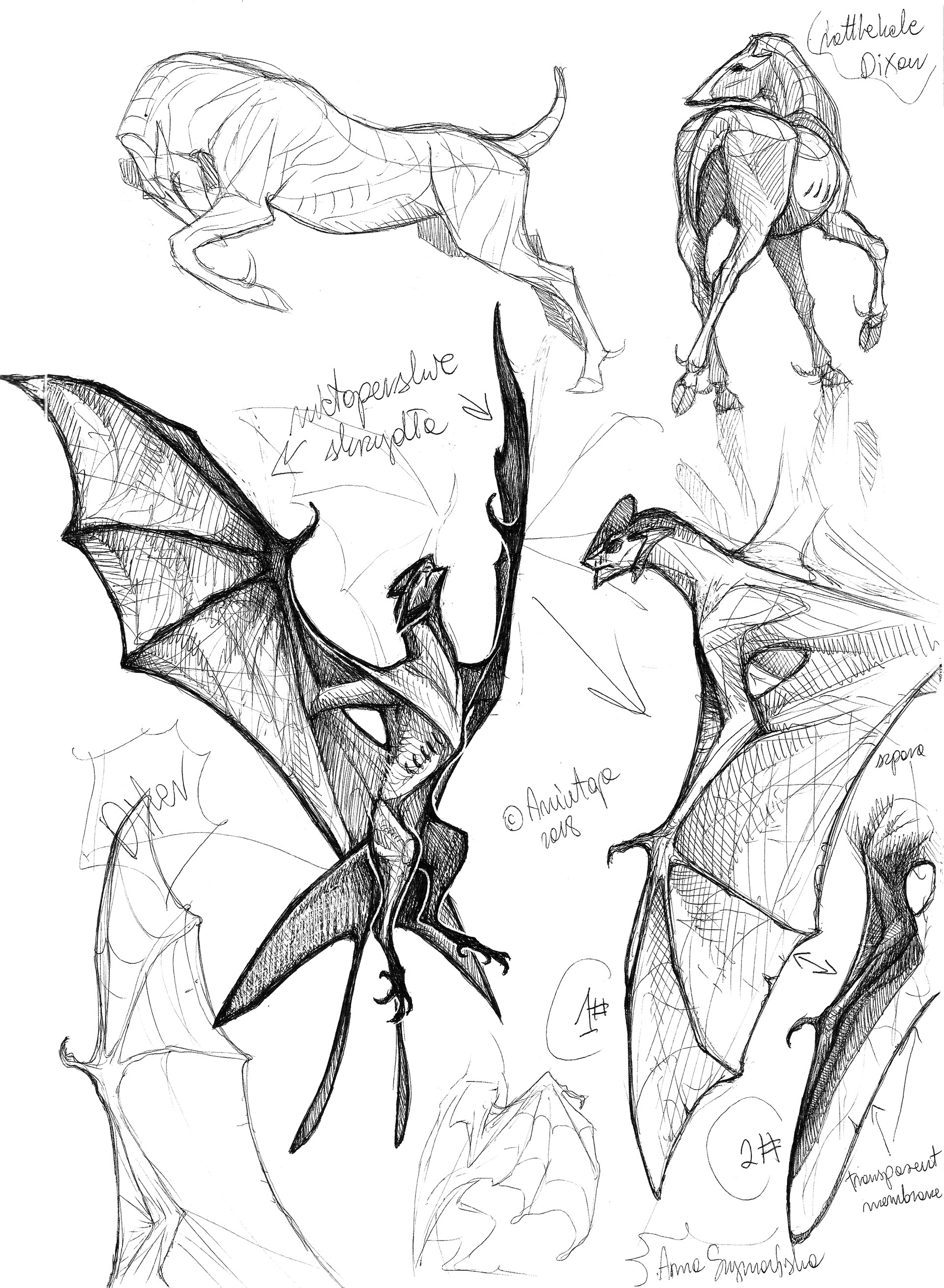 folded wings drawing reference