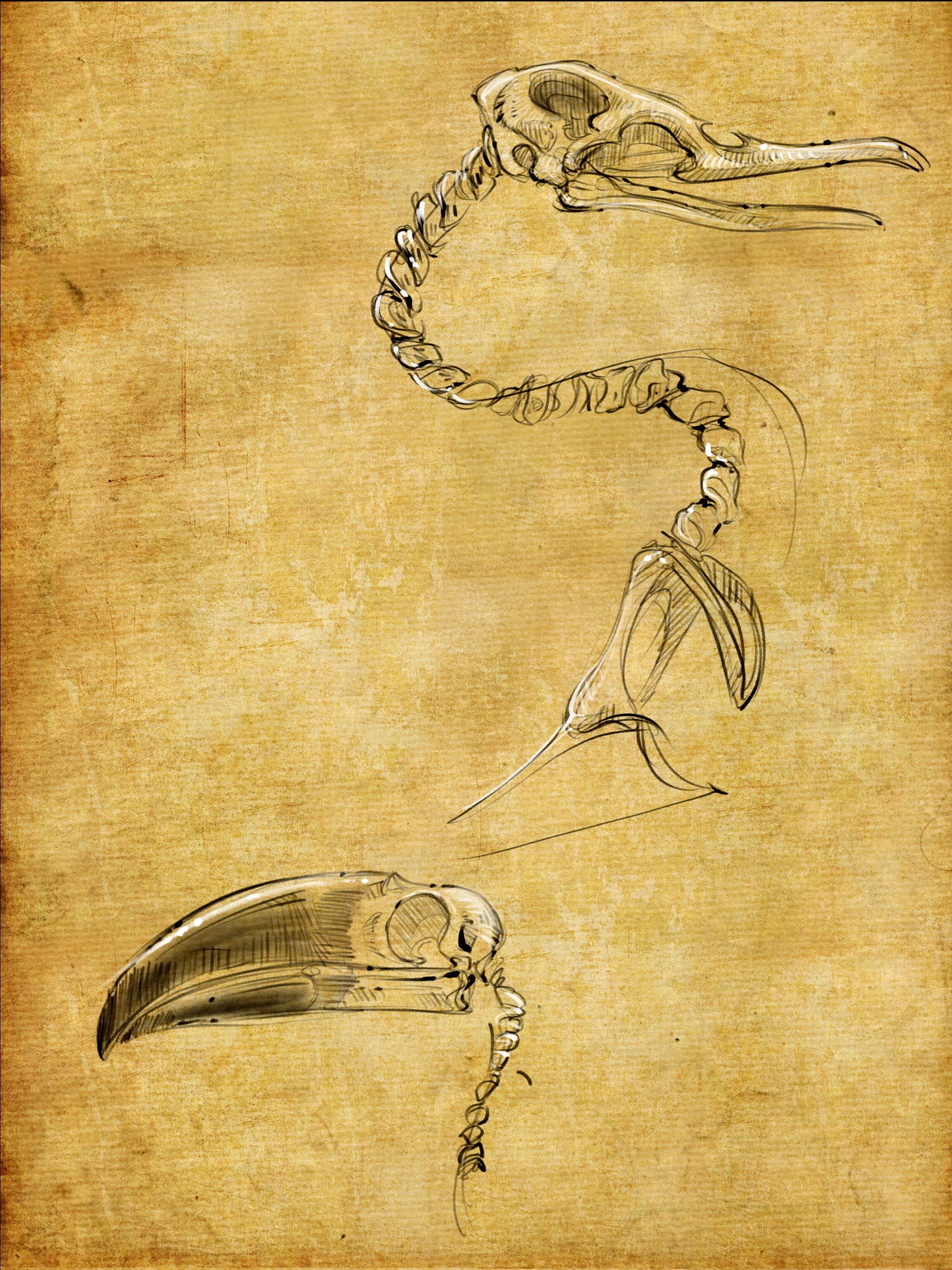 ArtStation - Bird bones structure
