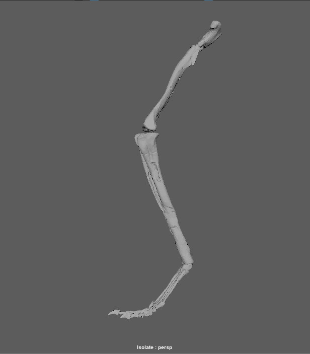 Huy Ngo - Tawa Hallae Dinosaur Leg Restoration