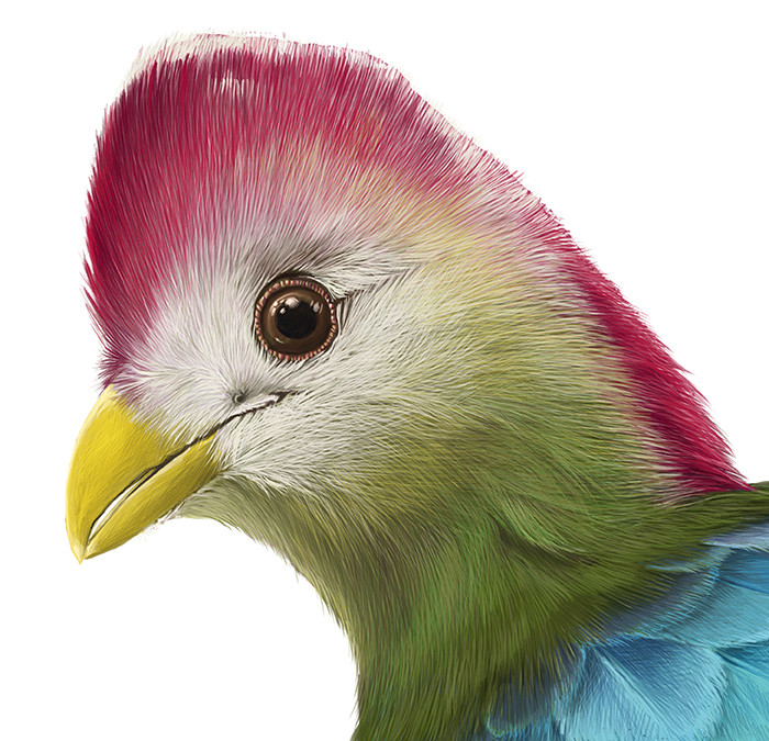 Fê H Fernandes - Aura, A Andua Exploradora