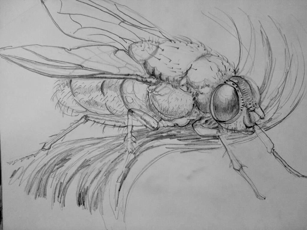 ArtStation - house fly