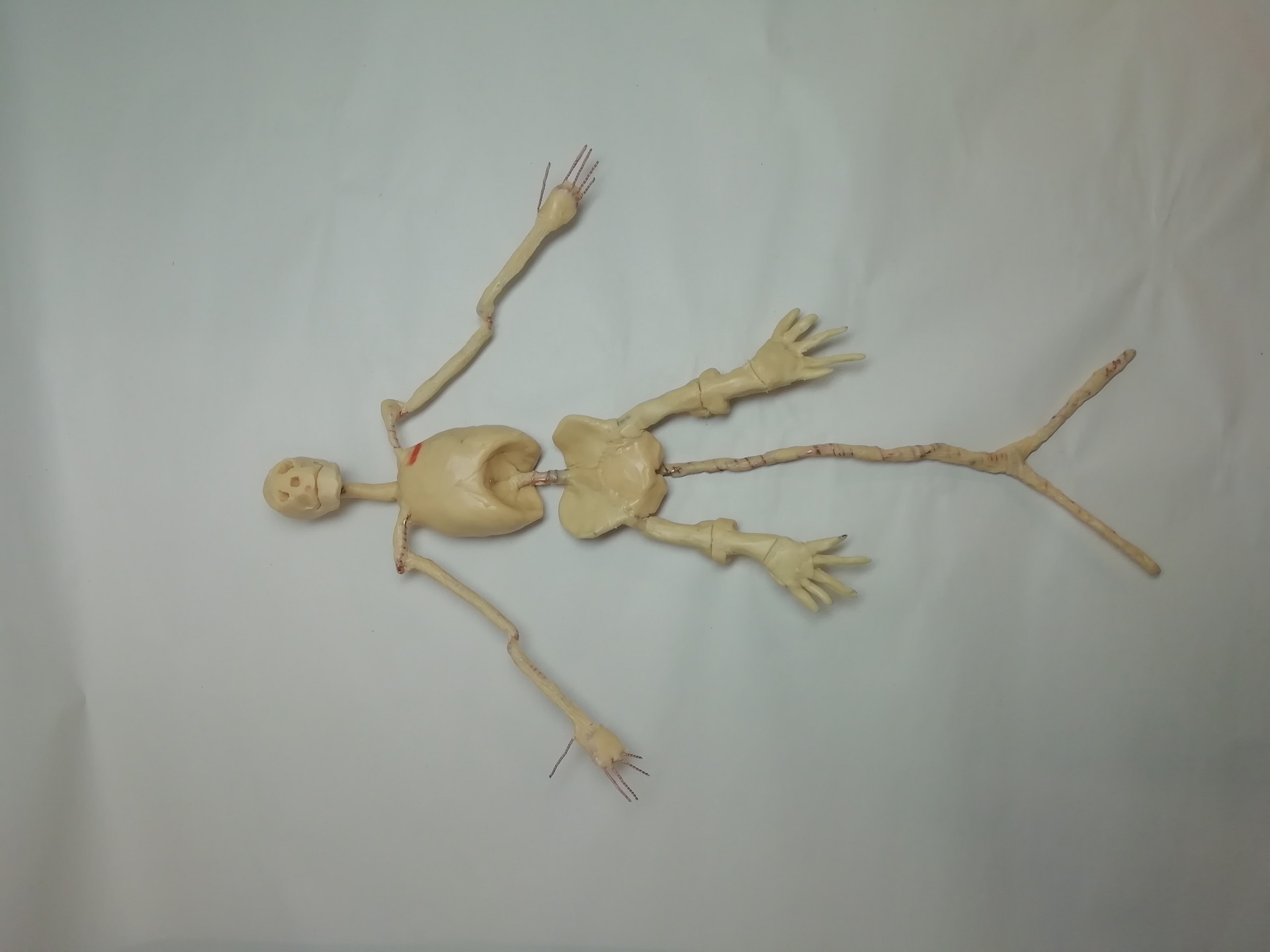 Liam Curtis - Wax Anatomy