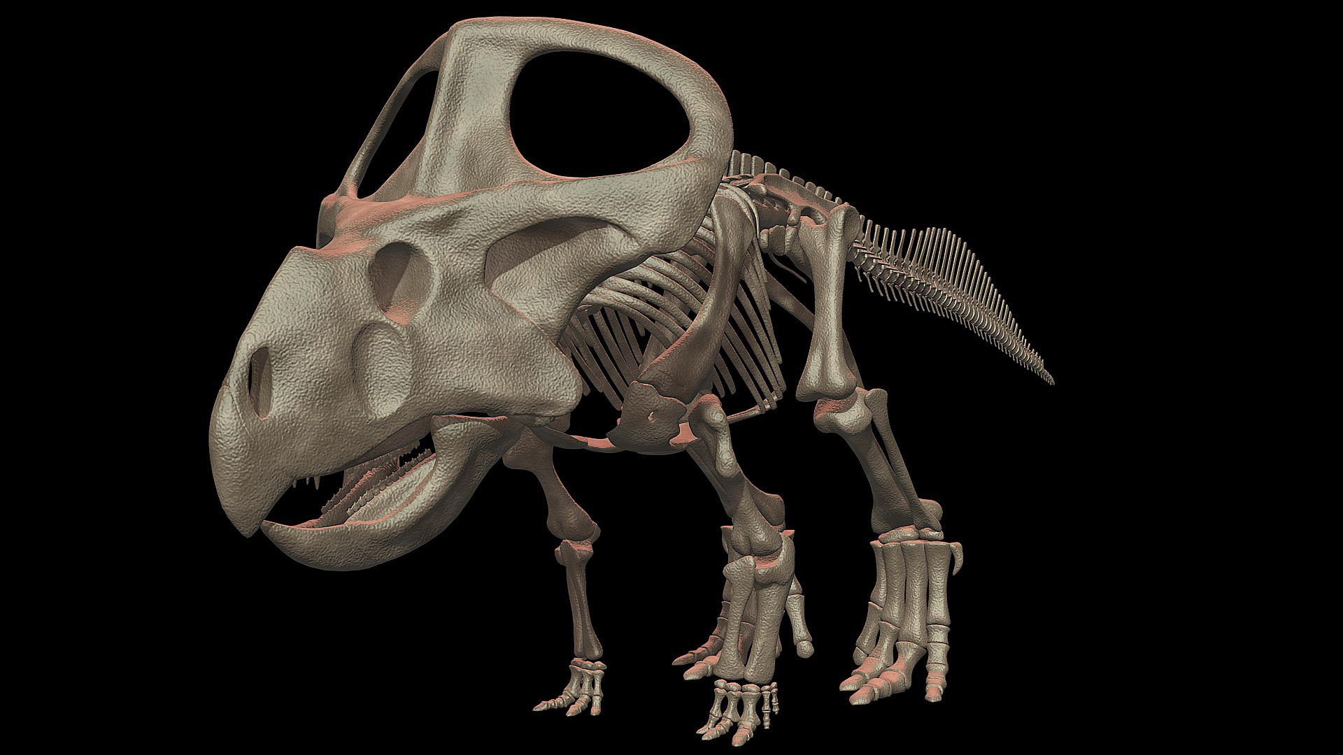 Protoceratops Skeleton