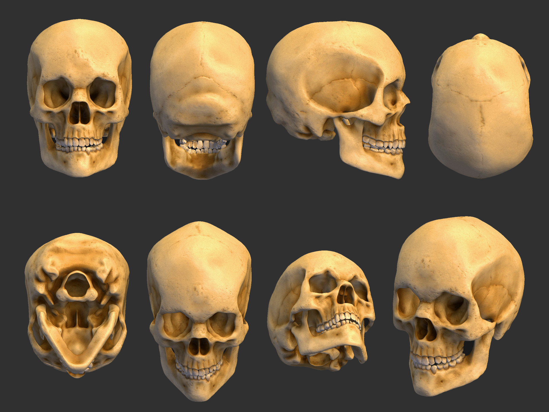 female skull reference