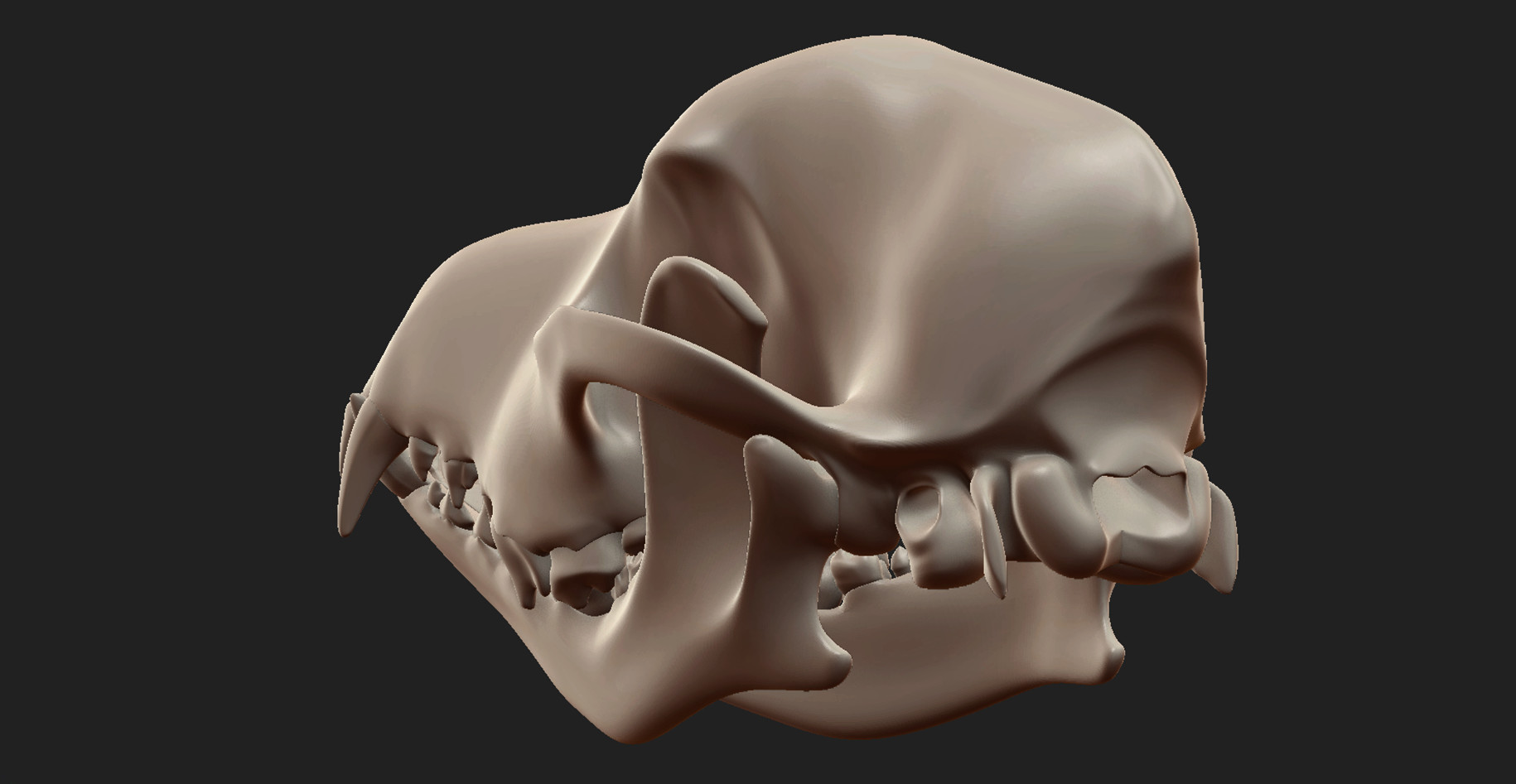 Inês Carrilho - Dog Skull - Orthographic View