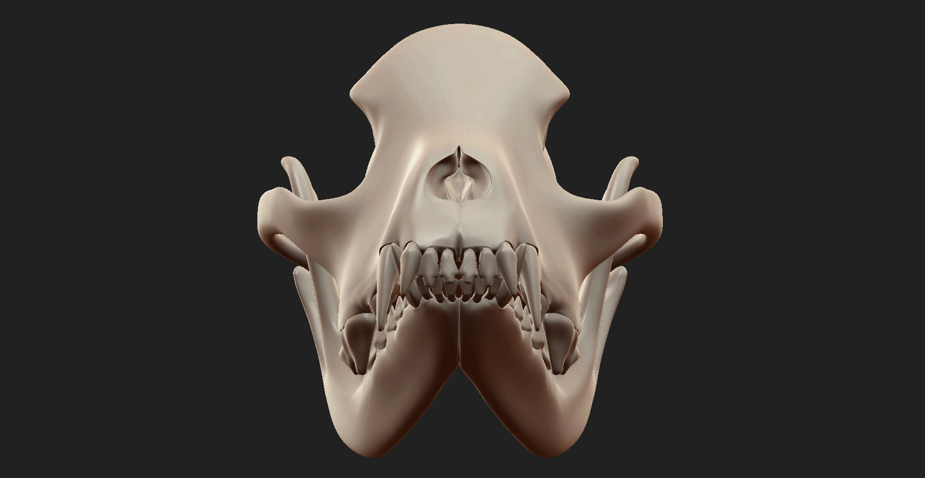 Inês Carrilho - Dog Skull - Orthographic View