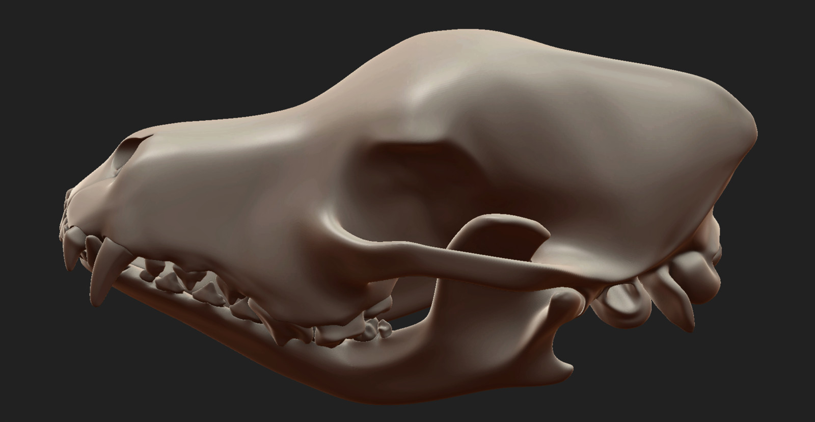 Inês Carrilho - Dog Skull - Orthographic View