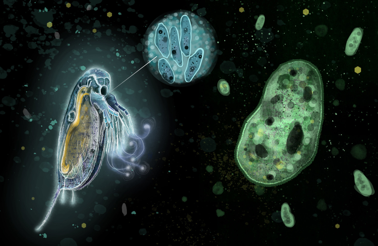 ArtStation - One cell and Poly cell organisms