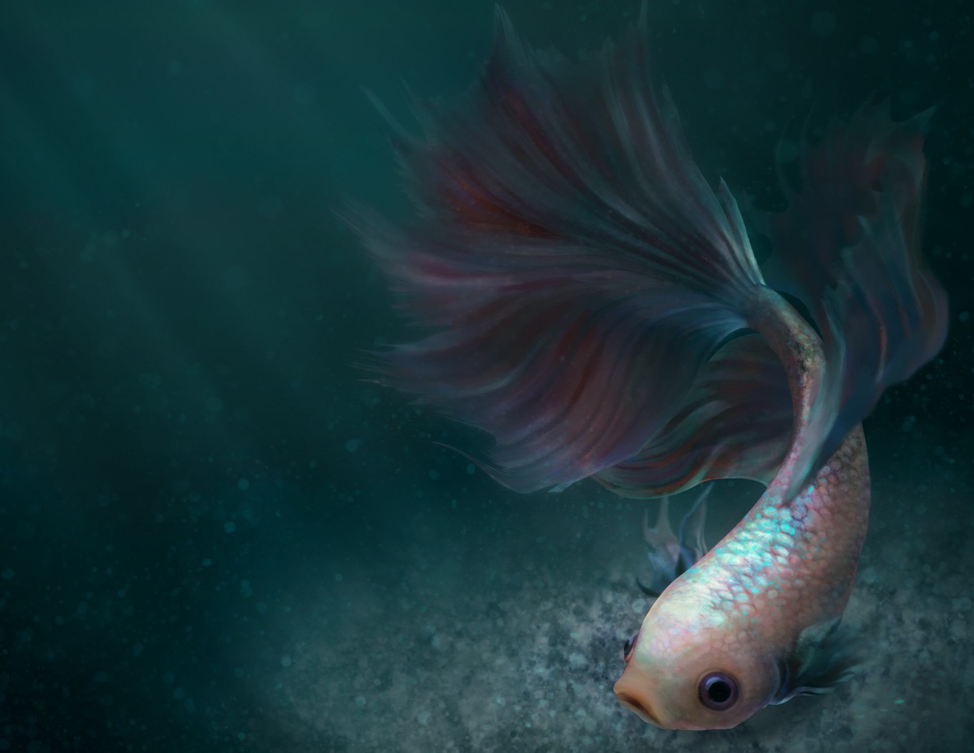 ArtStation - Betta Fish