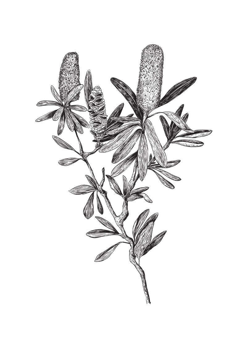 ArtStation - Australian Plants