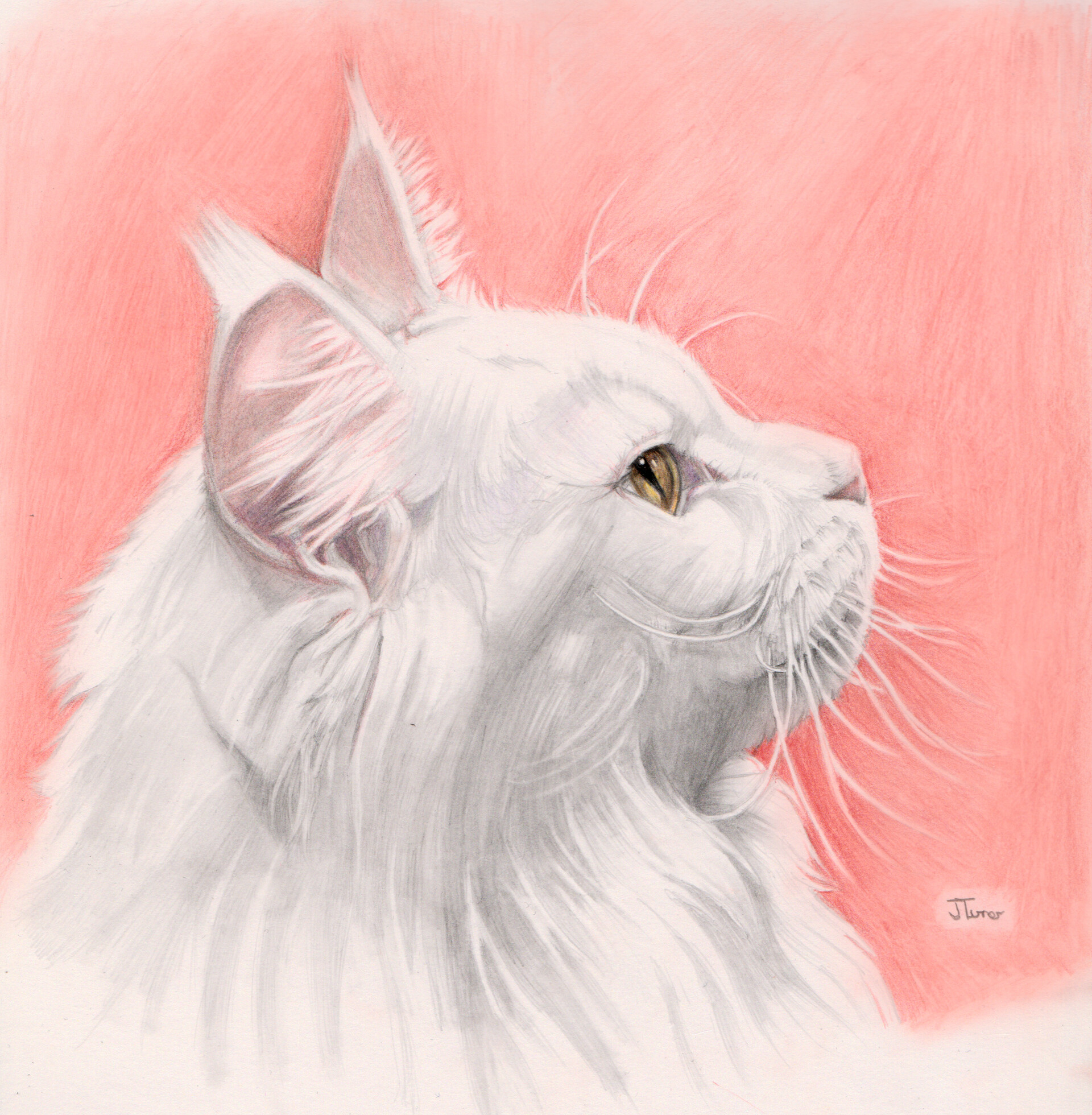 ArtStation - Pencil portrait of my cat "Oberon"