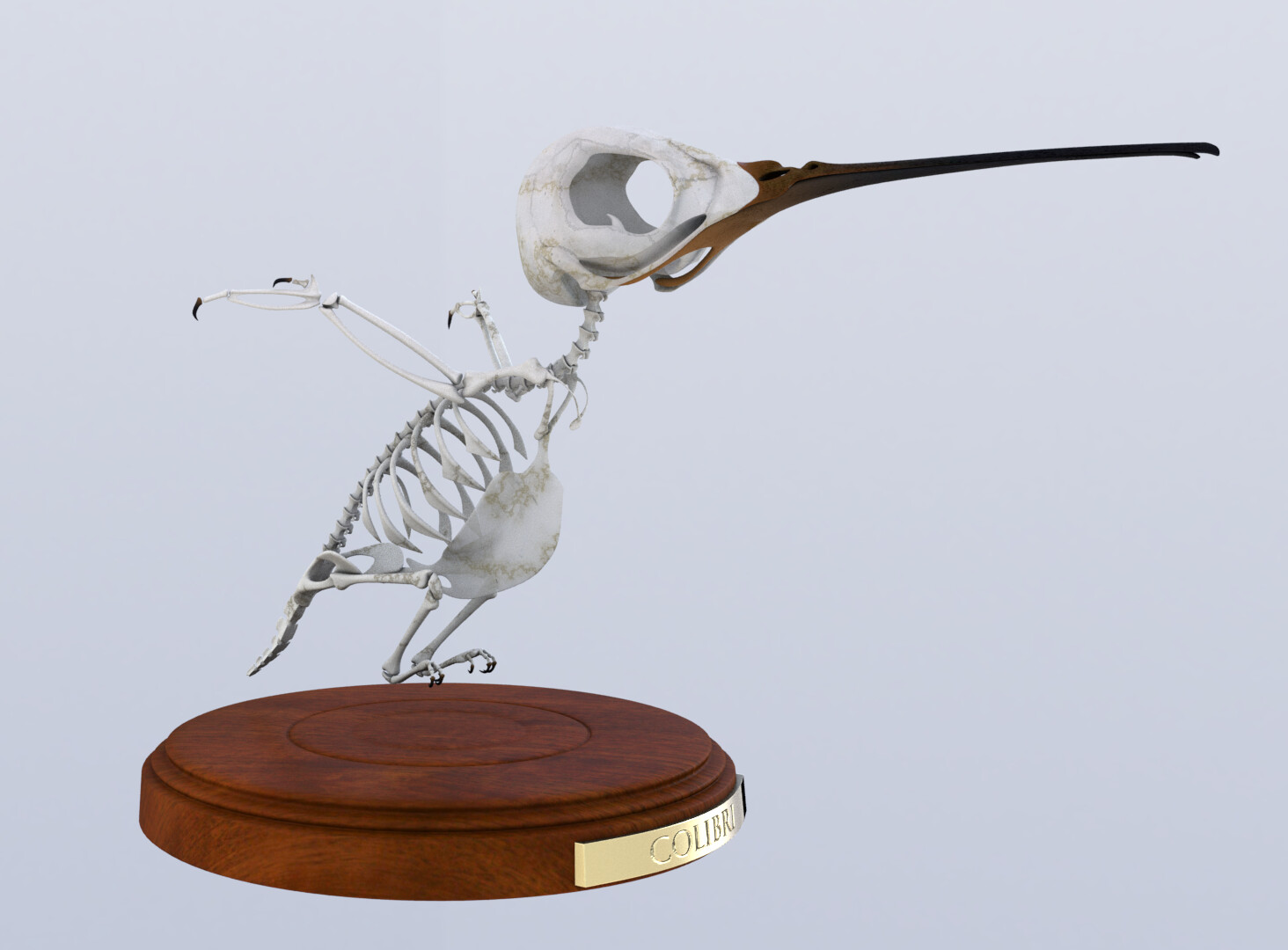 Kinnie Cabon - hummingbird skeleton // squelette colibri