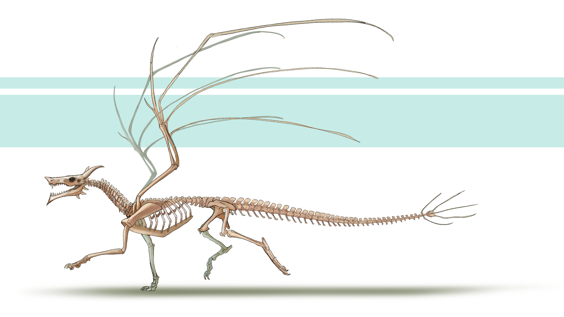 Dragon Anatomy Skeleton