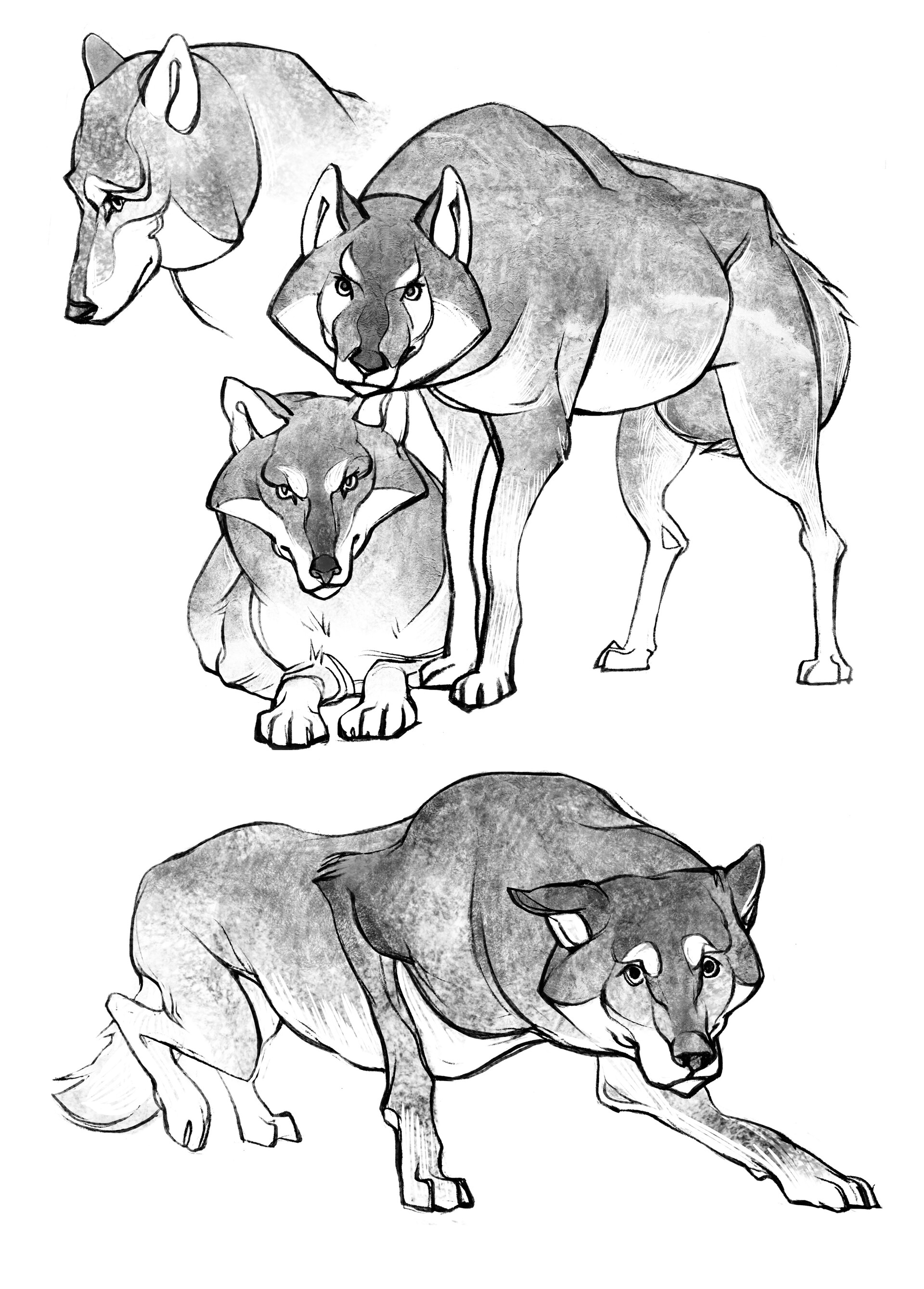 ArtStation - Wolves study #1