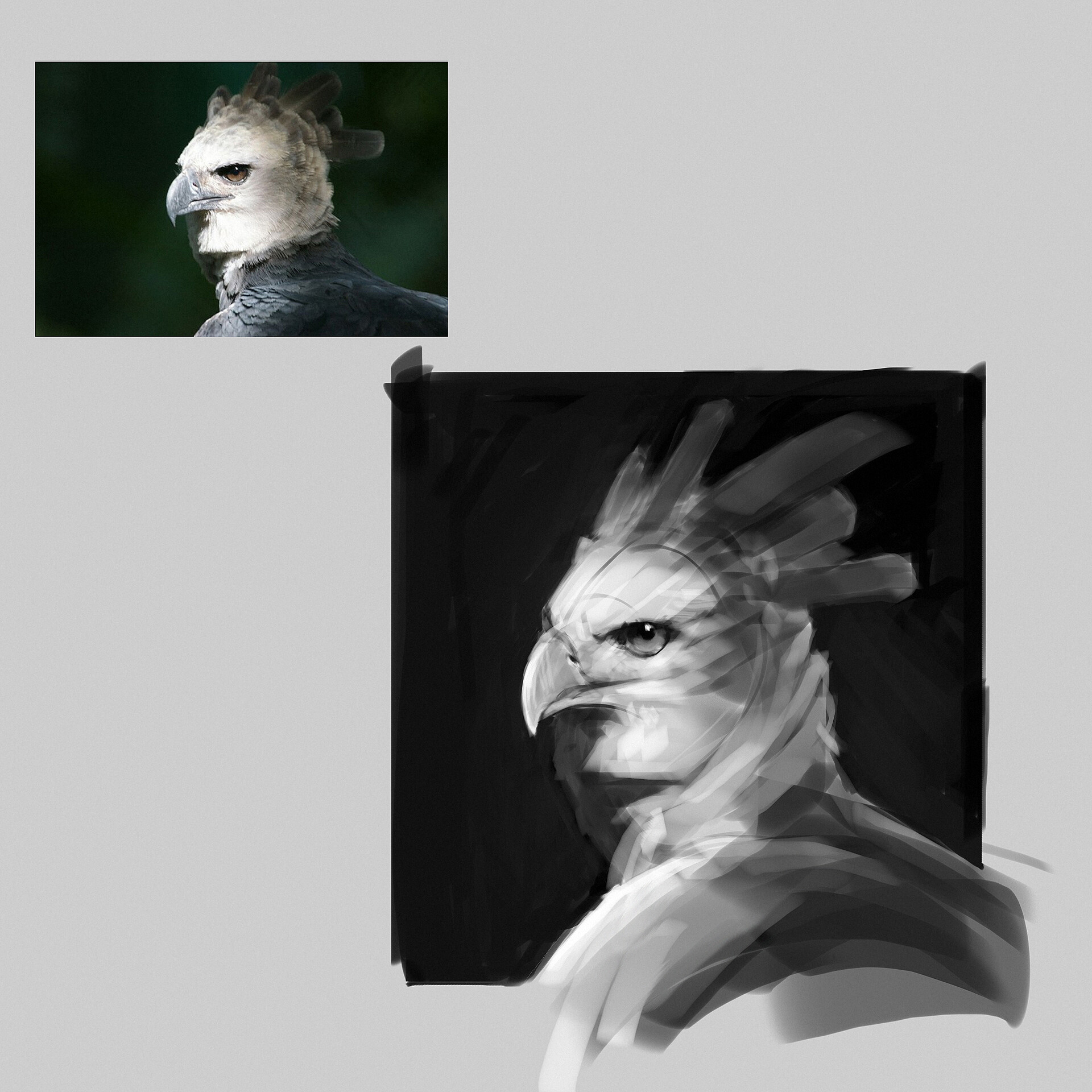 ArtStation - Bird sketches