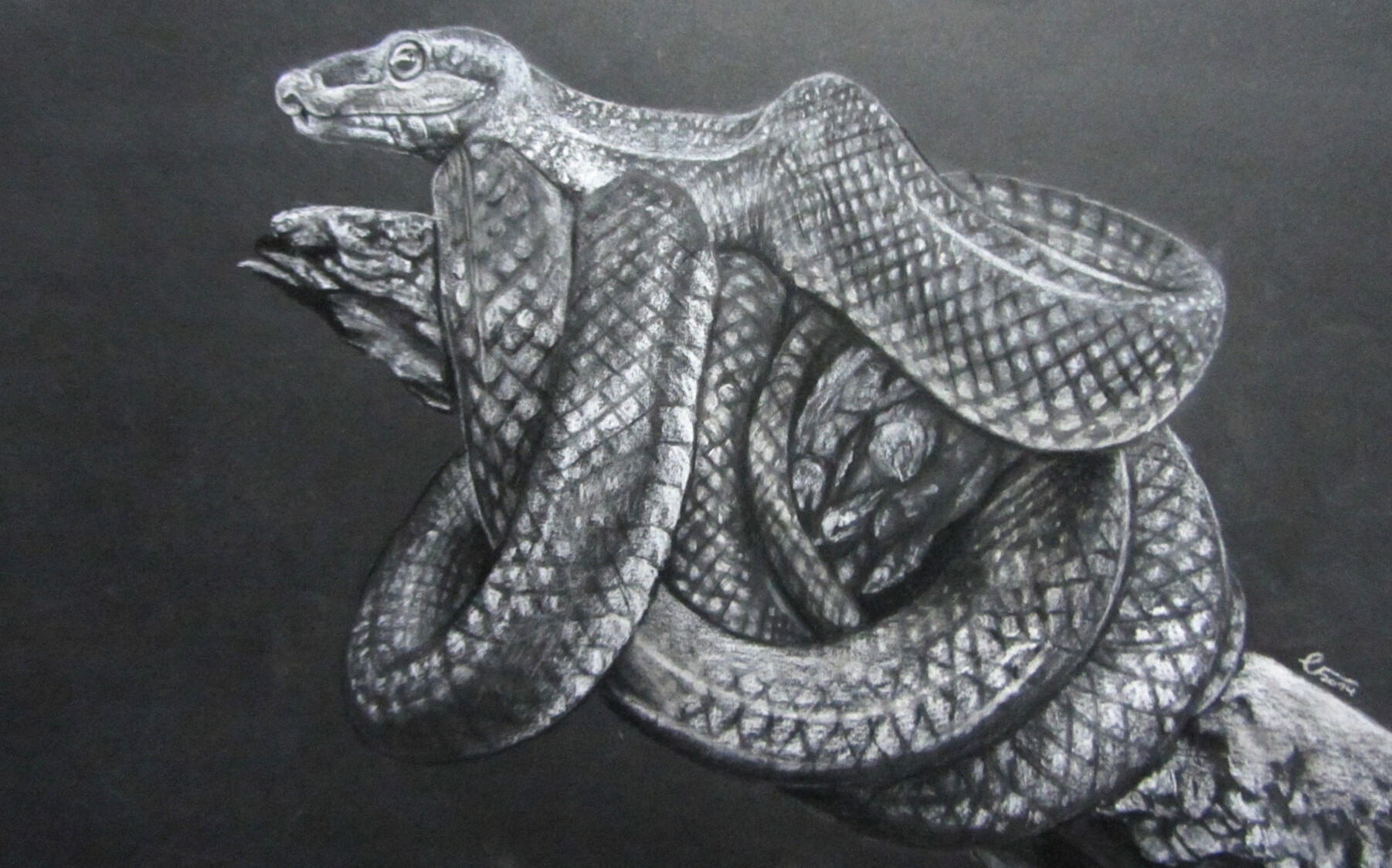 how to draw a snake on a branch