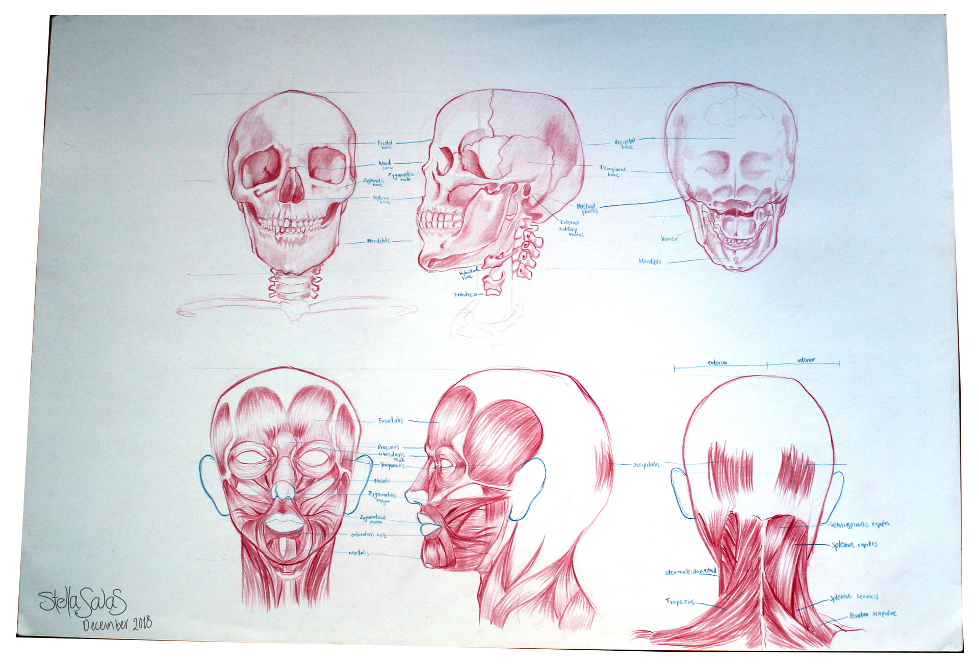 ArtStation - Head anatomy studies