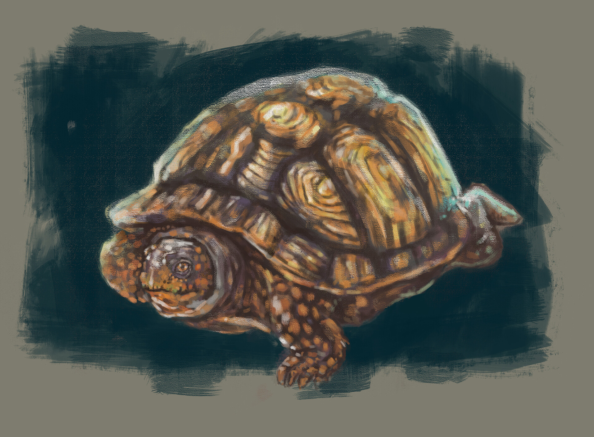 ArtStation - Eastern box turtle