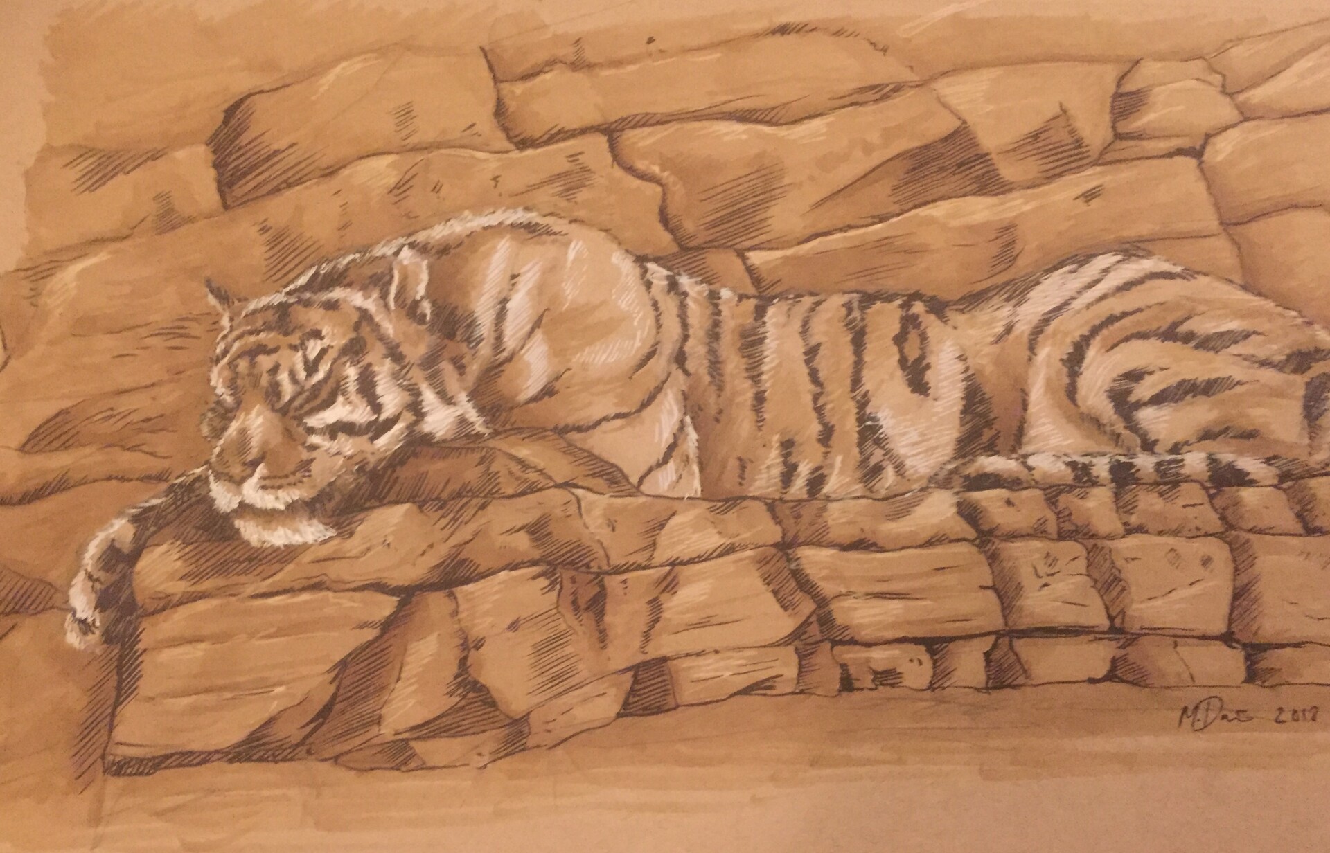 ArtStation - London zoo Tiger study in ink