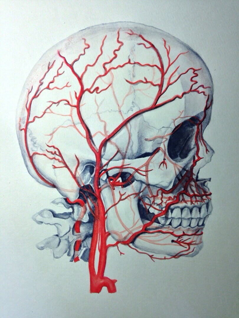 ArtStation - Carotid artery branch