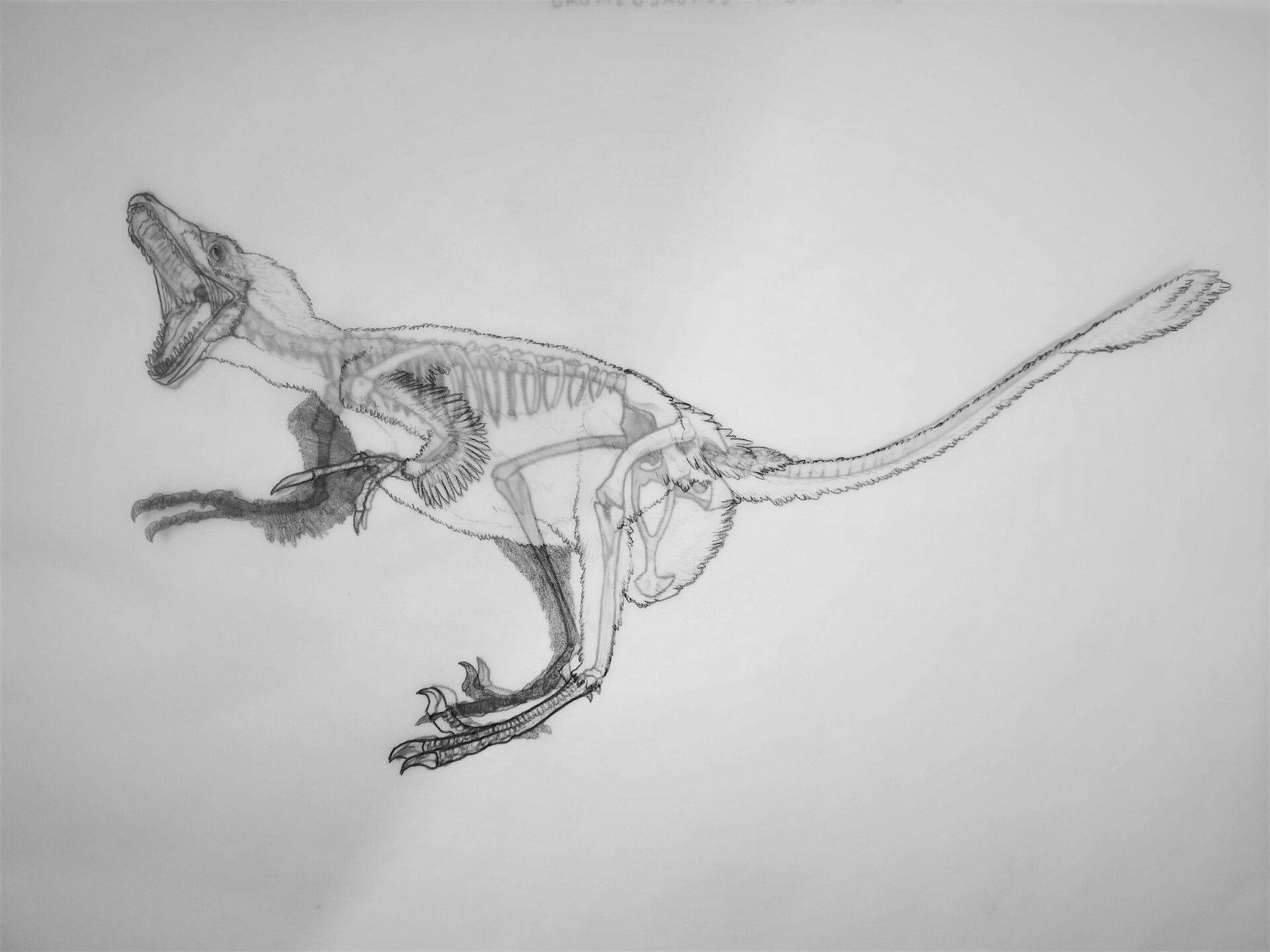 ArtStation - Dromaeosaurus Albertensis