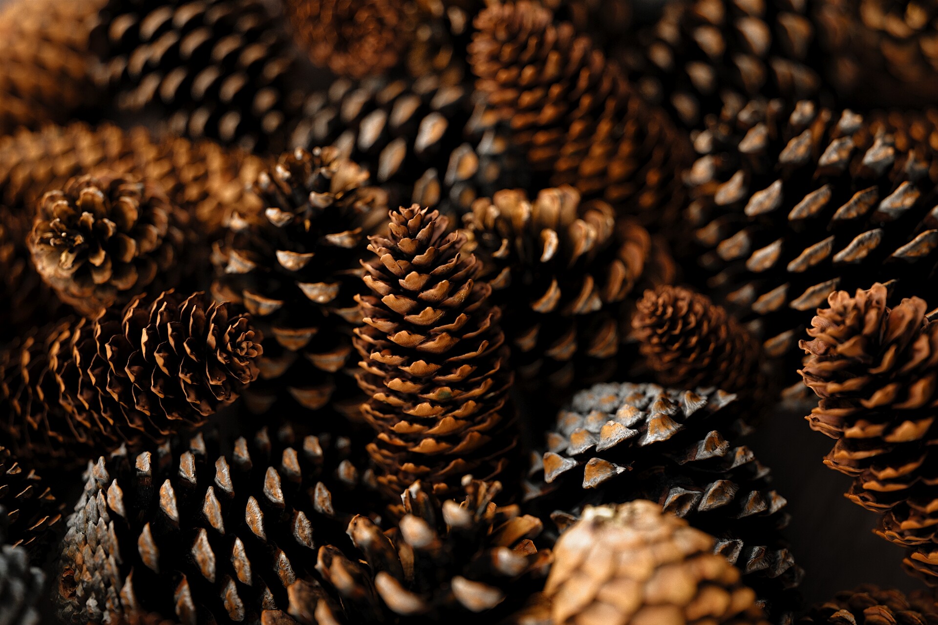 ArtStation - Pine cones