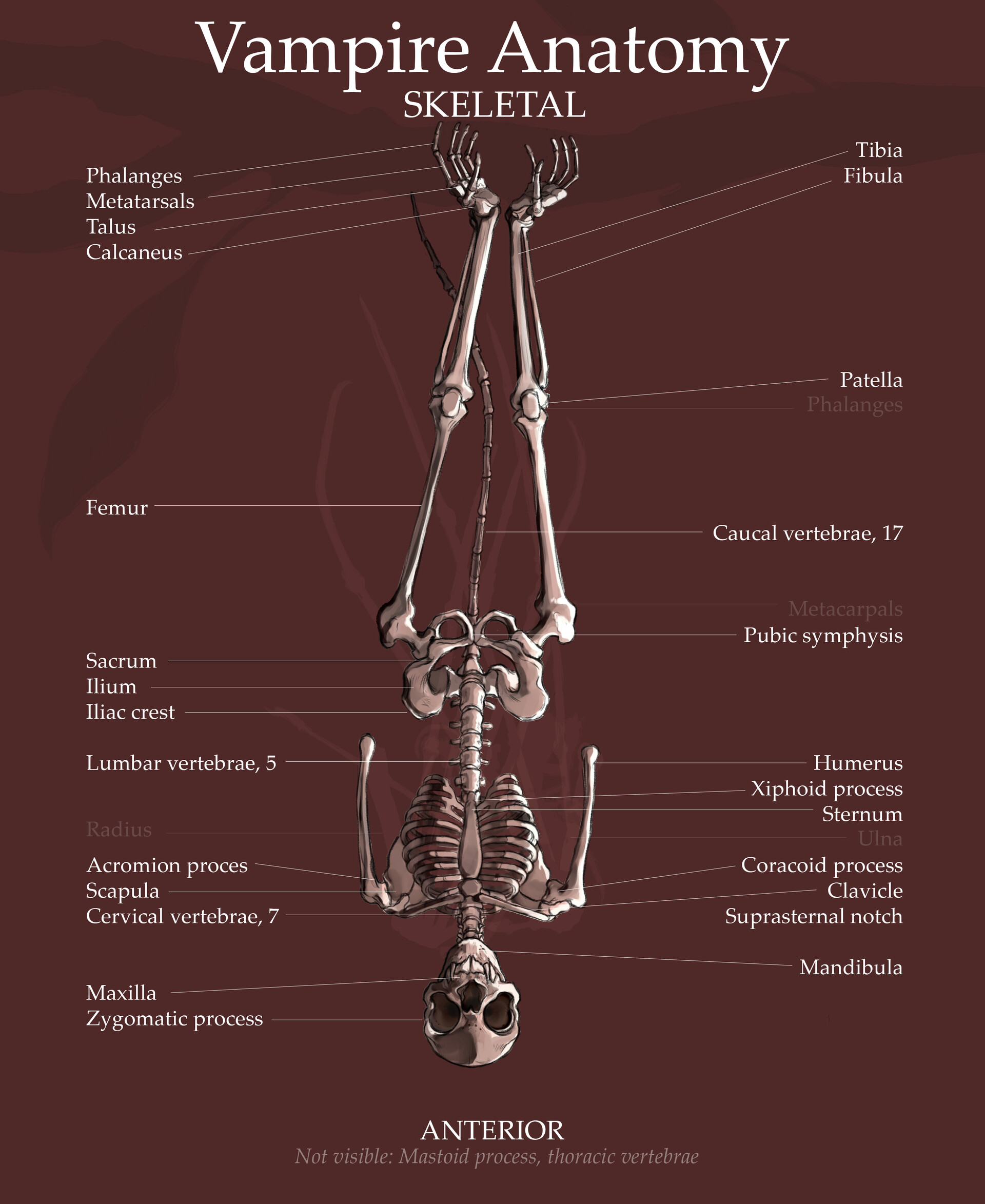 Rev - Anatomy of a Vampire