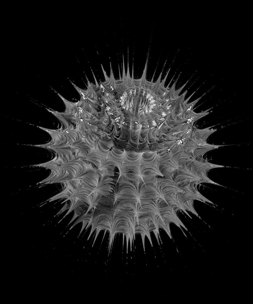 Alex Maltsev - Division