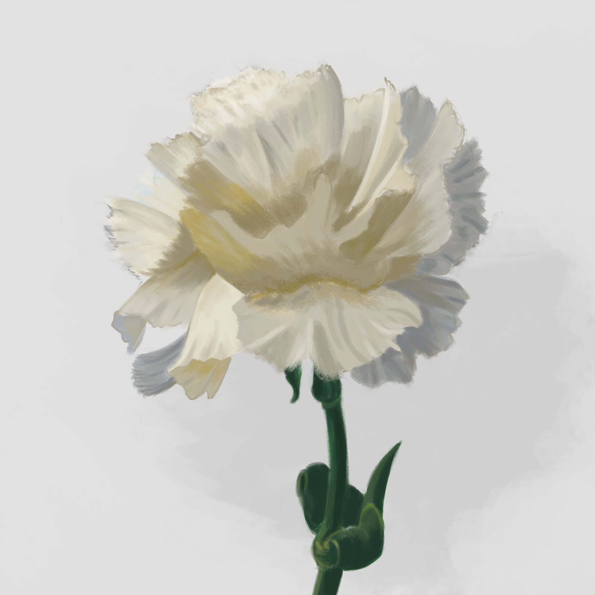 ArtStation - White Carnation