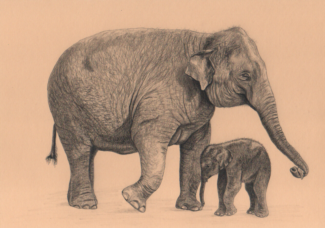 ArtStation - Elephants