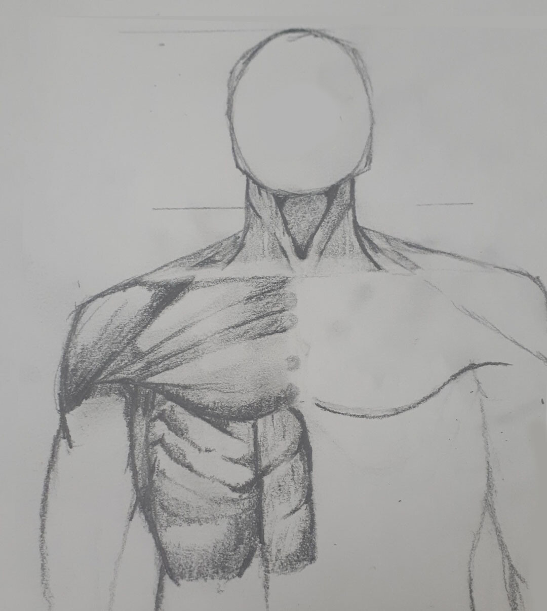 ArtStation - Muscle Study