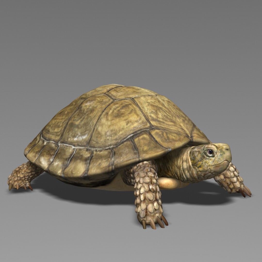 ArtStation - 3D Turtle Model Animated