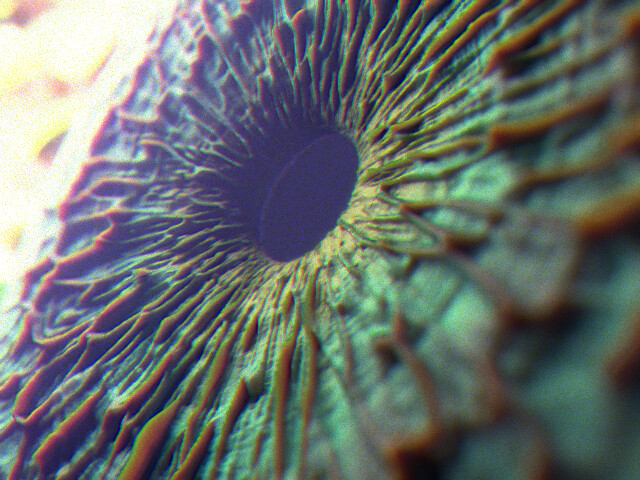 ArtStation - Procedural Iris Shader