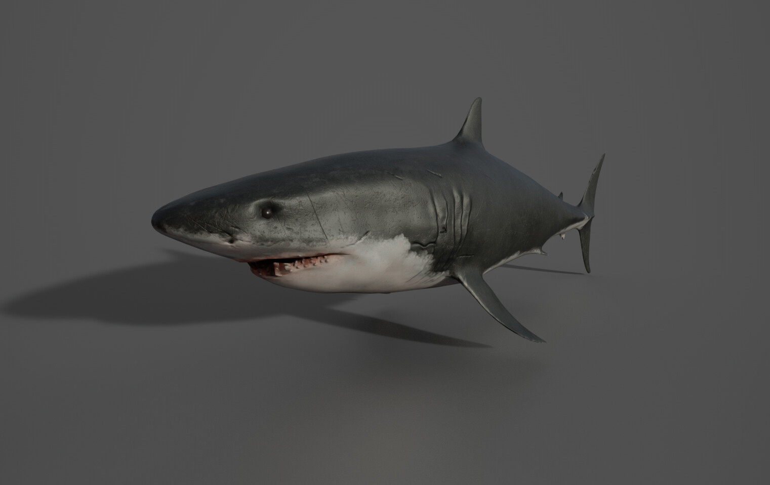 ArtStation - realistic shark