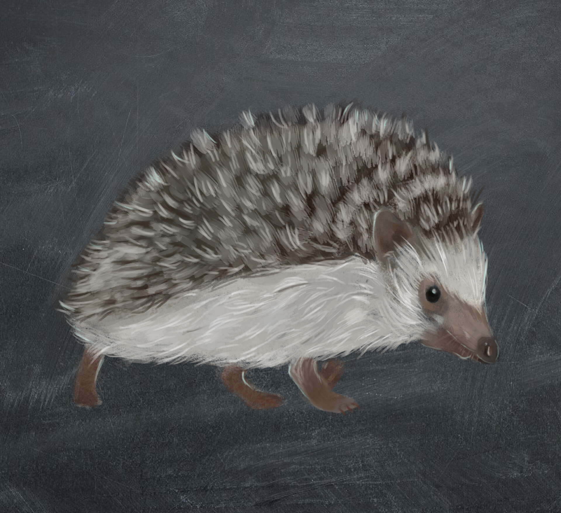 ArtStation - Hedgehog