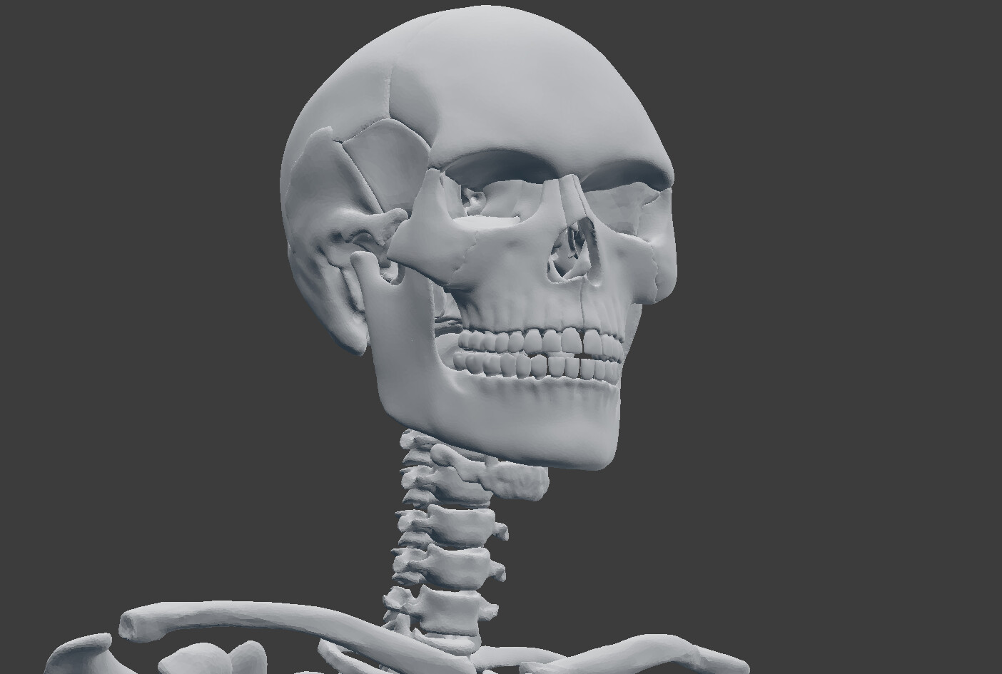 ArtStation - Human Realistic skeleton