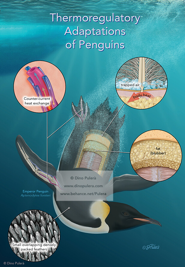 Dino Pulerà - Animal Anatomy - Scientific Illustration