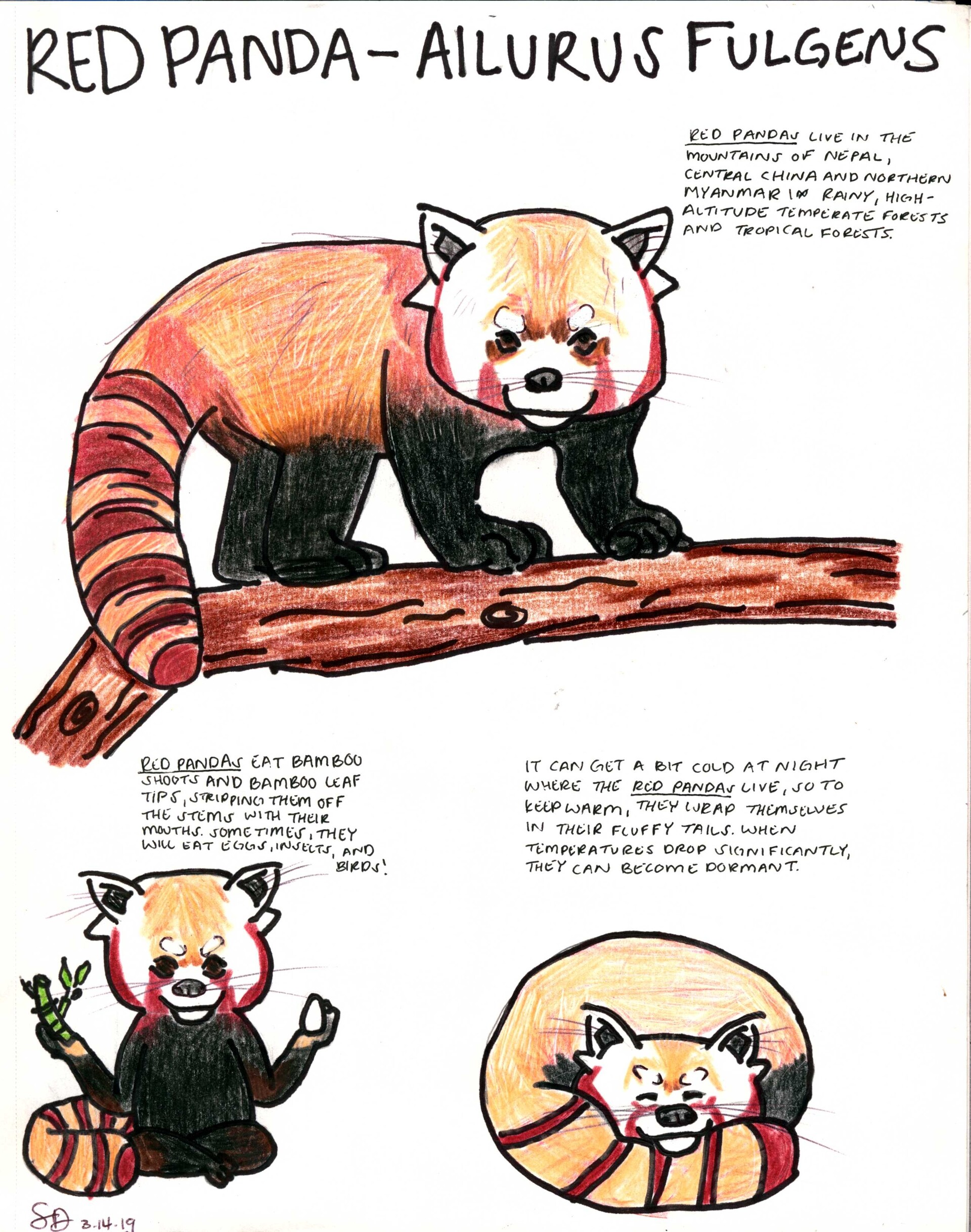 ArtStation - Red Panda Study.