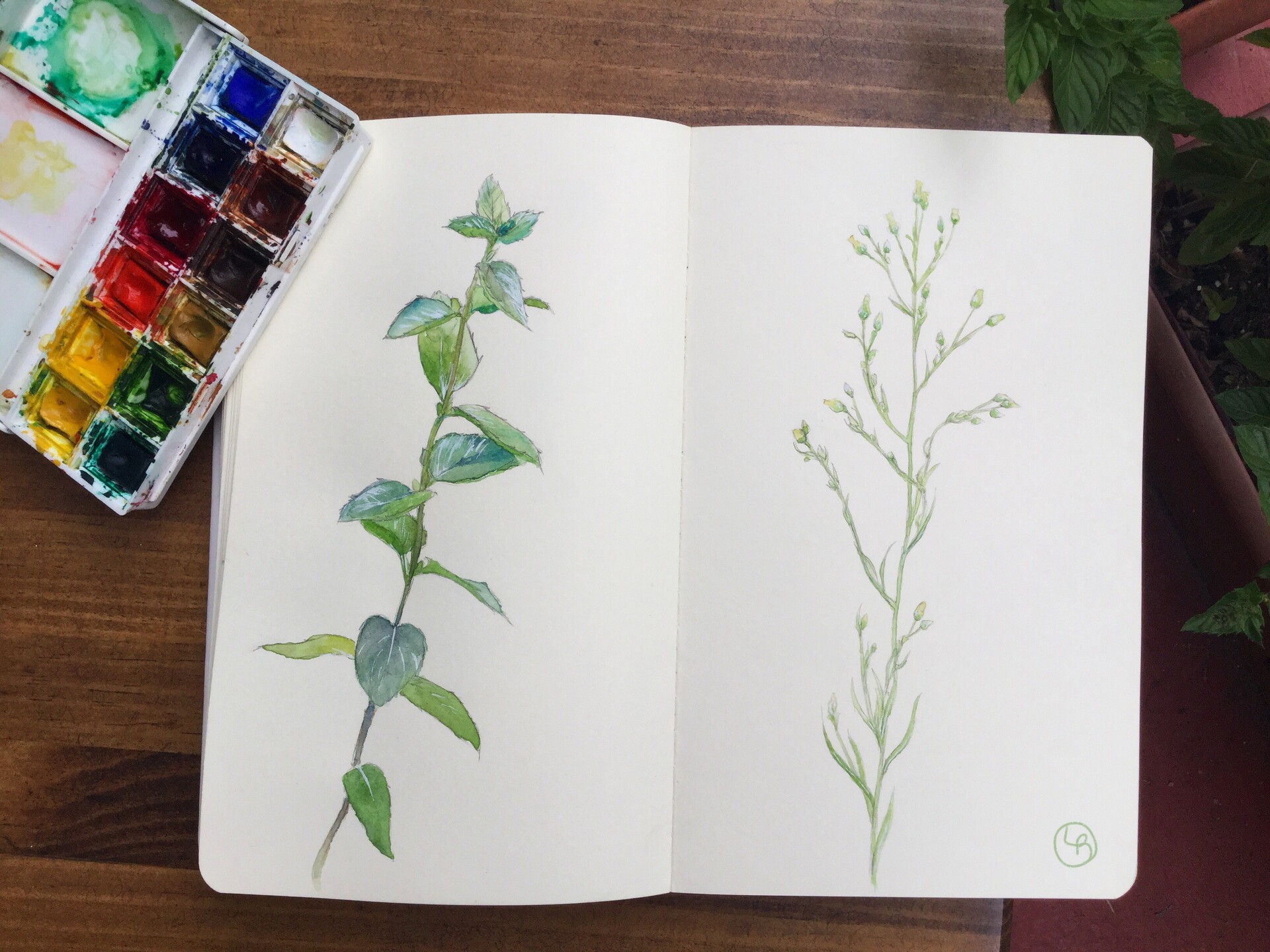 ArtStation - Plant watercolor studies
