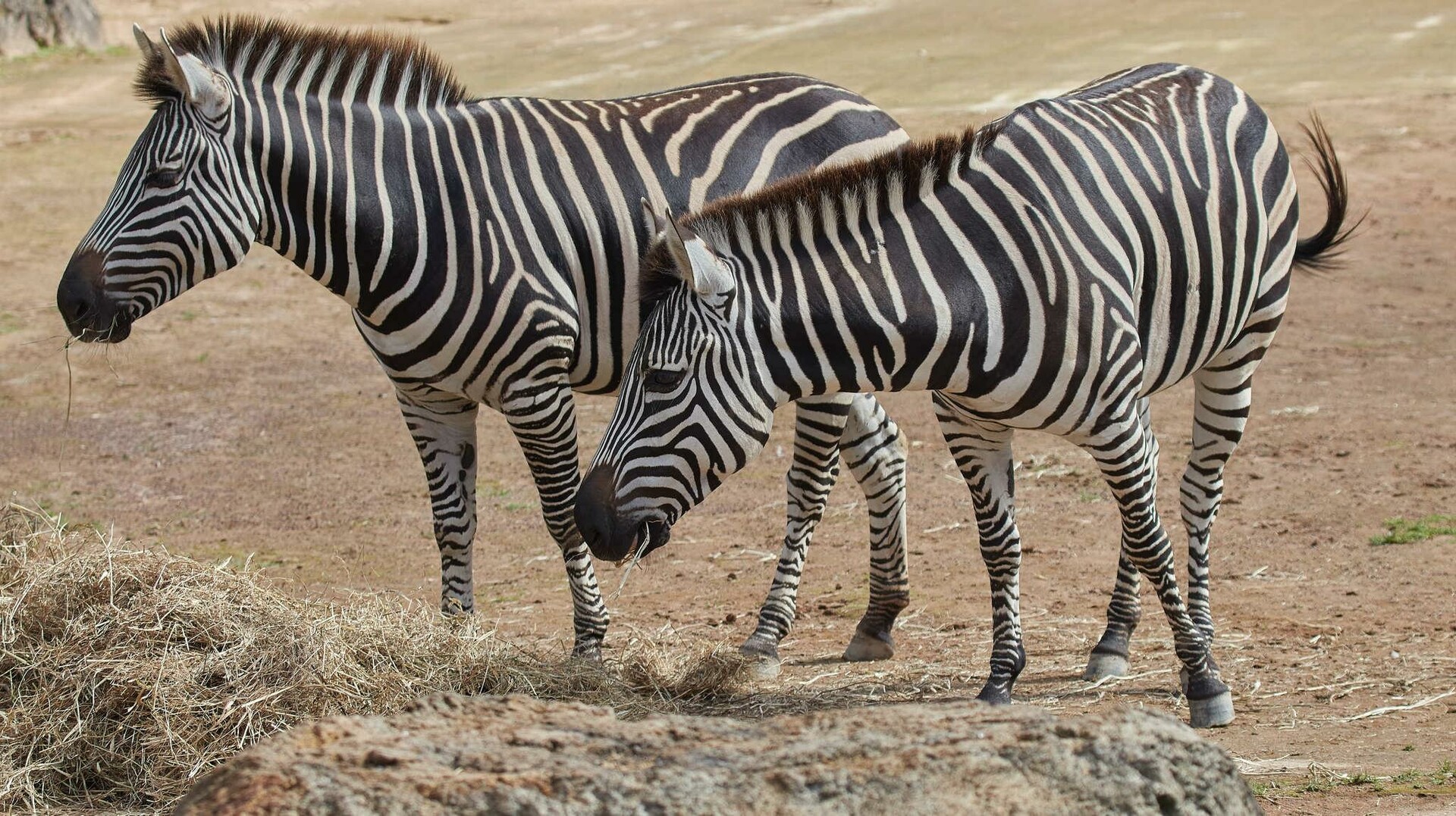 FOTOREF.COM Photo Packs - 162 photos of Zebras