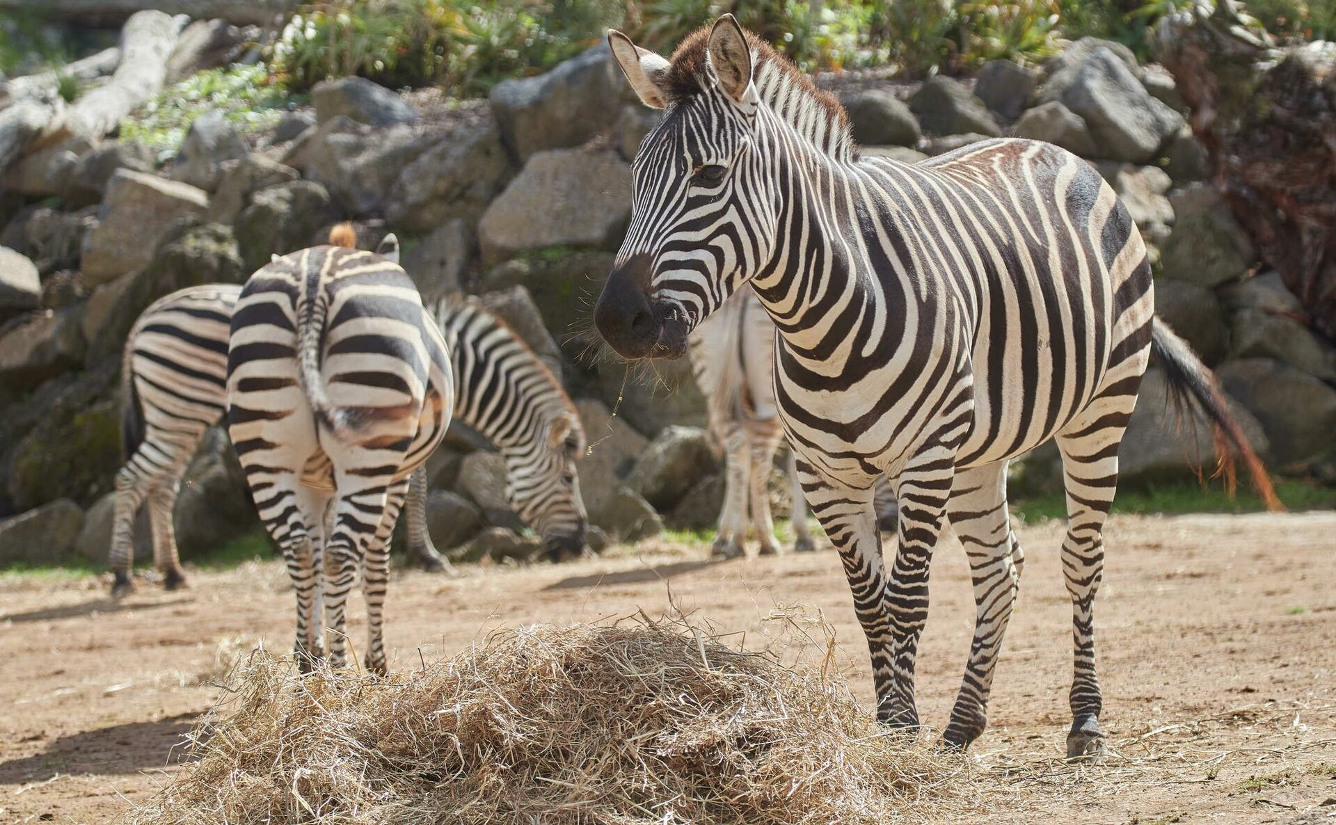 FOTOREF.COM Photo Packs - 162 photos of Zebras