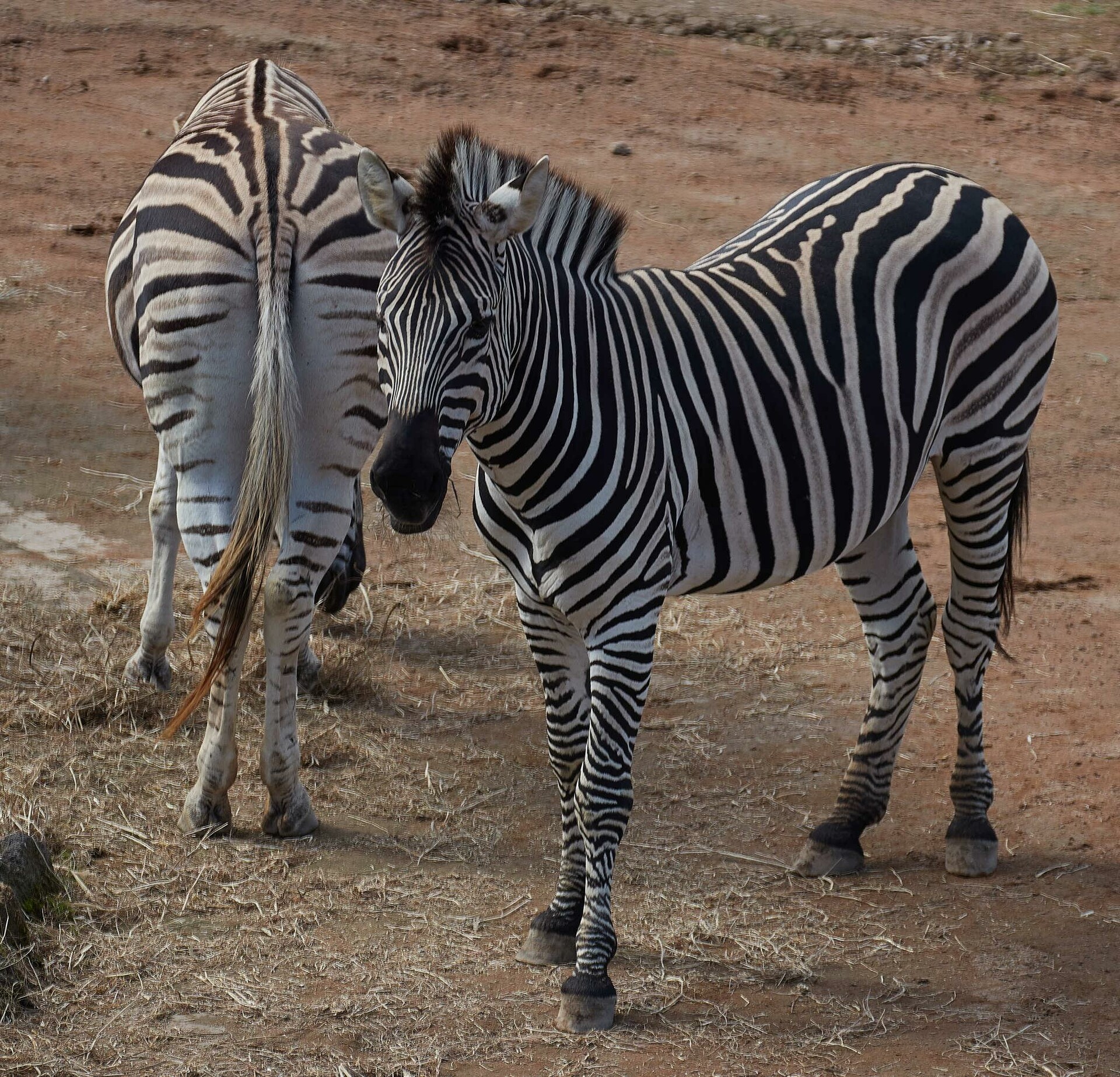 FOTOREF.COM Photo Packs - 162 photos of Zebras