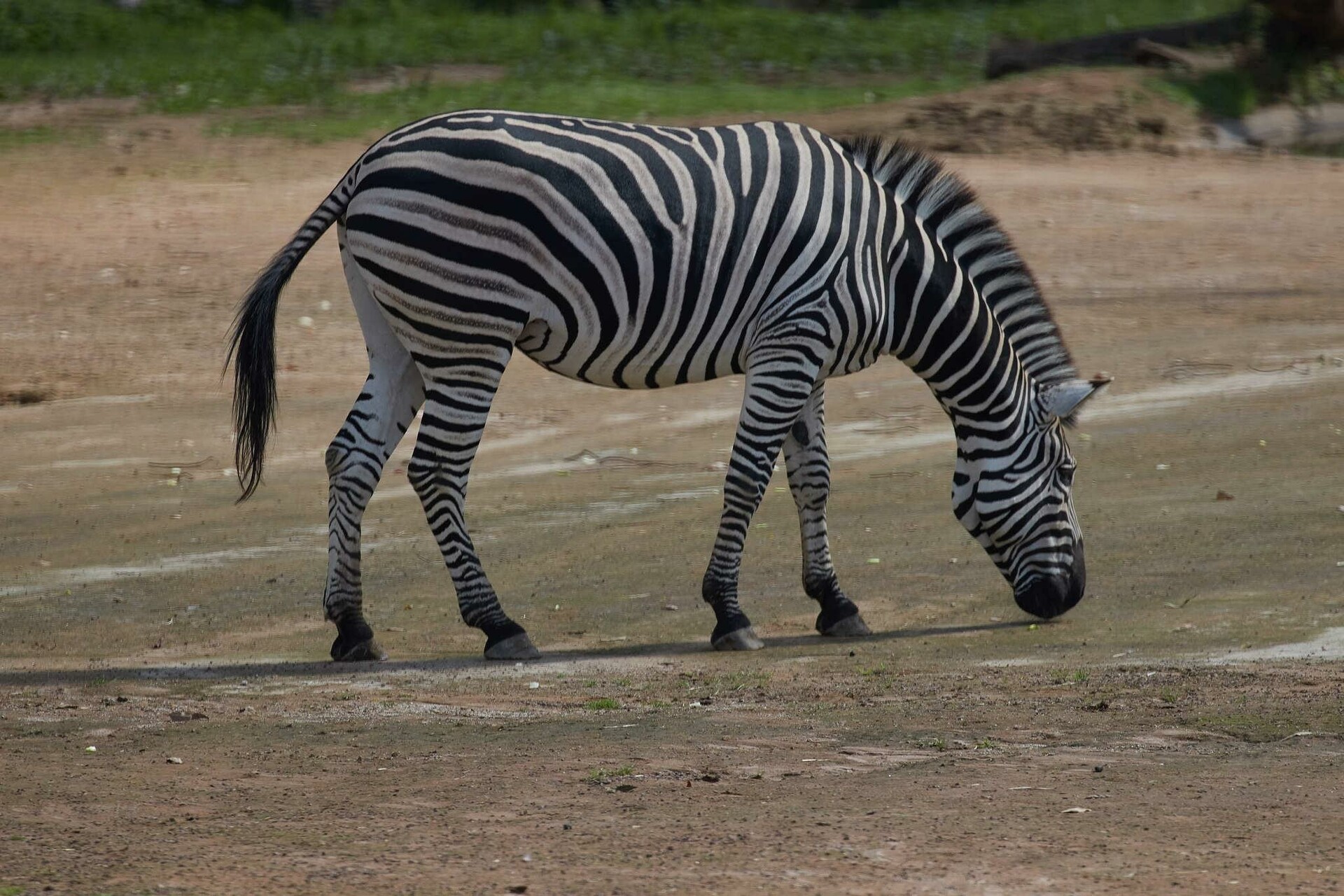 FOTOREF.COM Photo Packs - 162 photos of Zebras