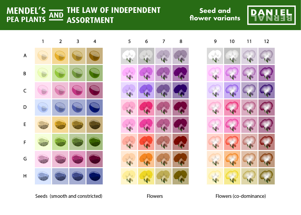 Daniel Bernal - The Law of Independent Assortment