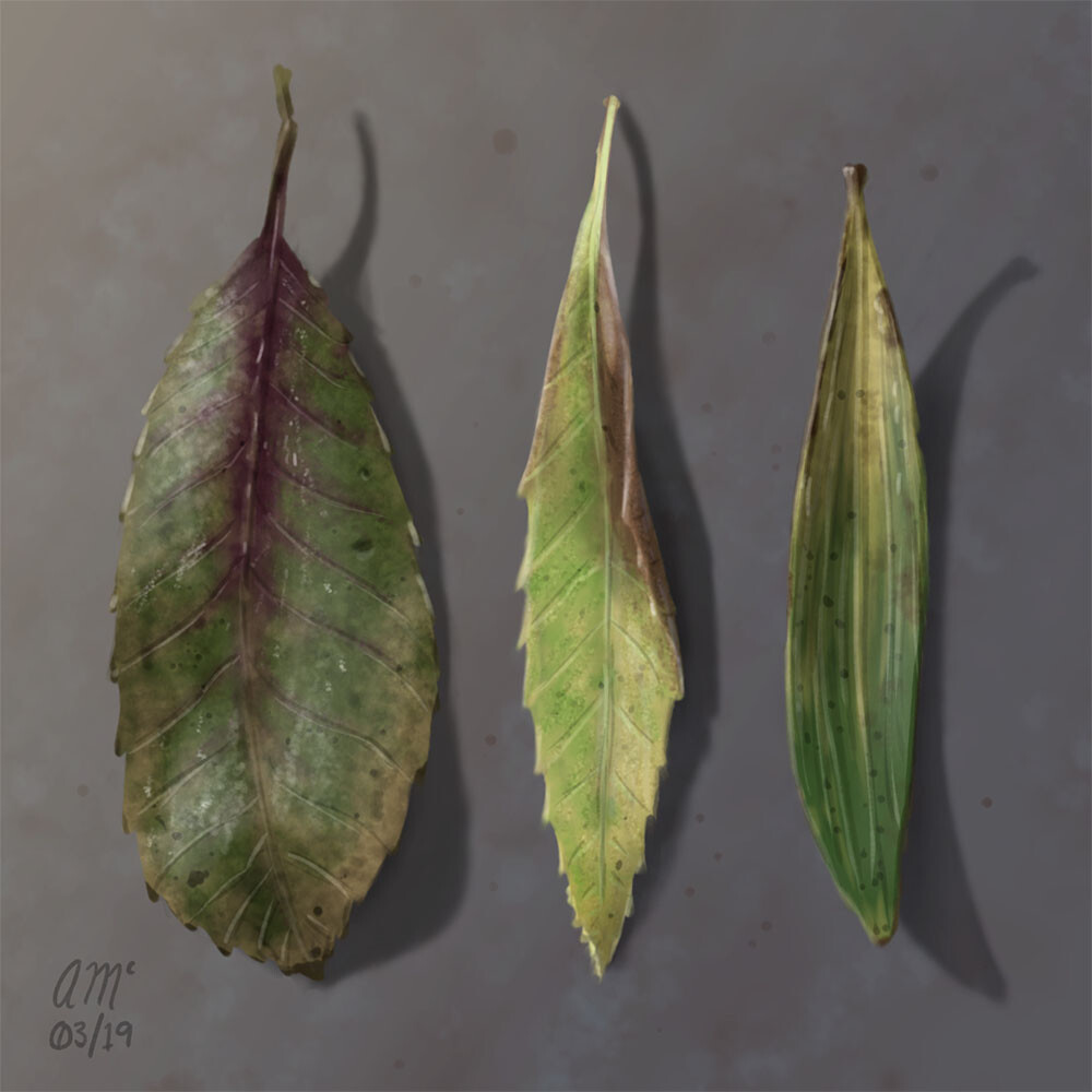 ArtStation - Leaf Study