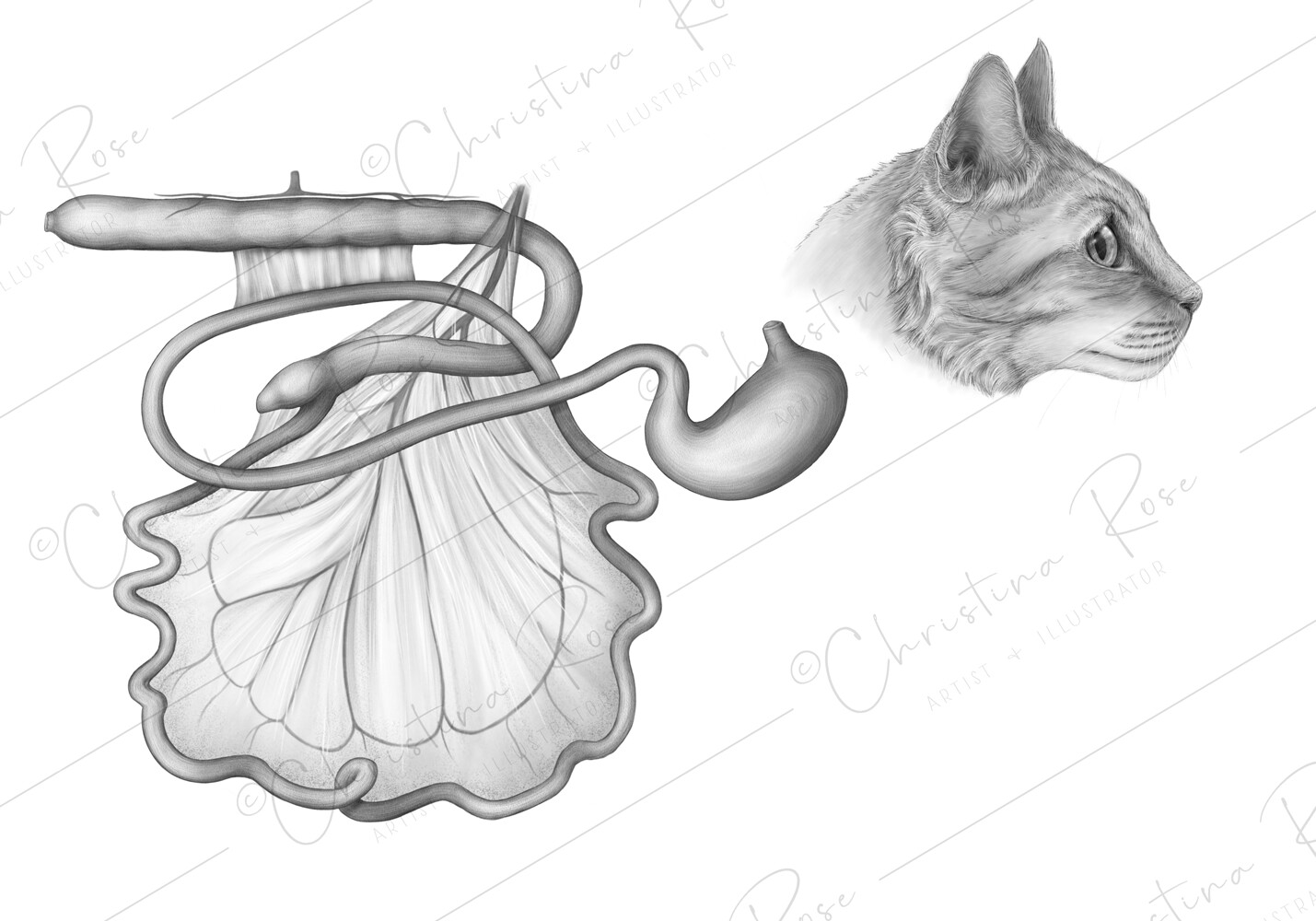 Christina Ryan - Cat Gastrointestinal Tract