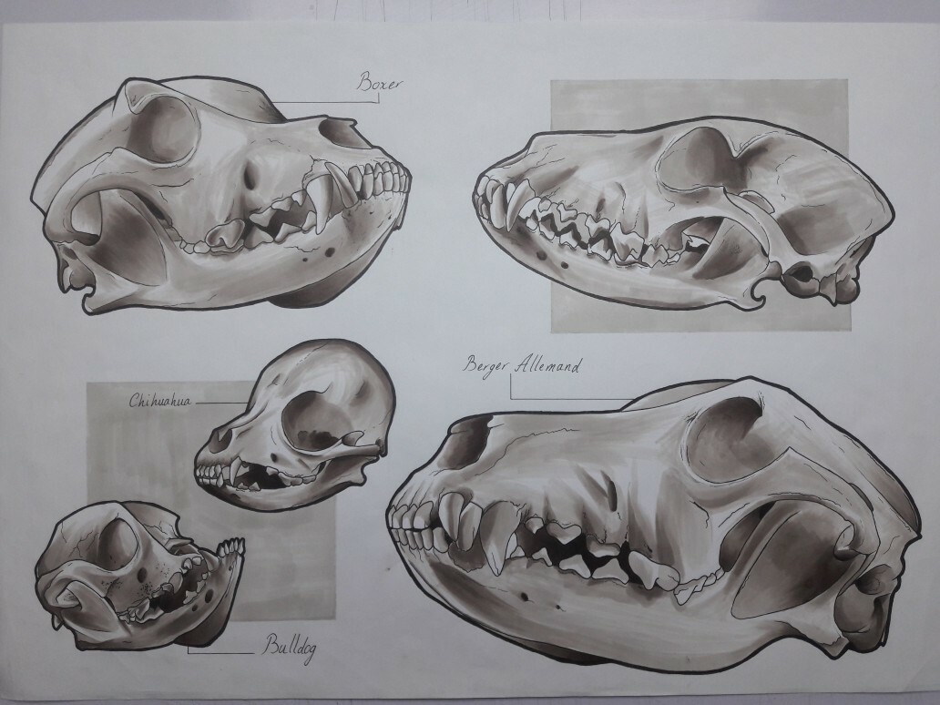 how to draw a skull dog