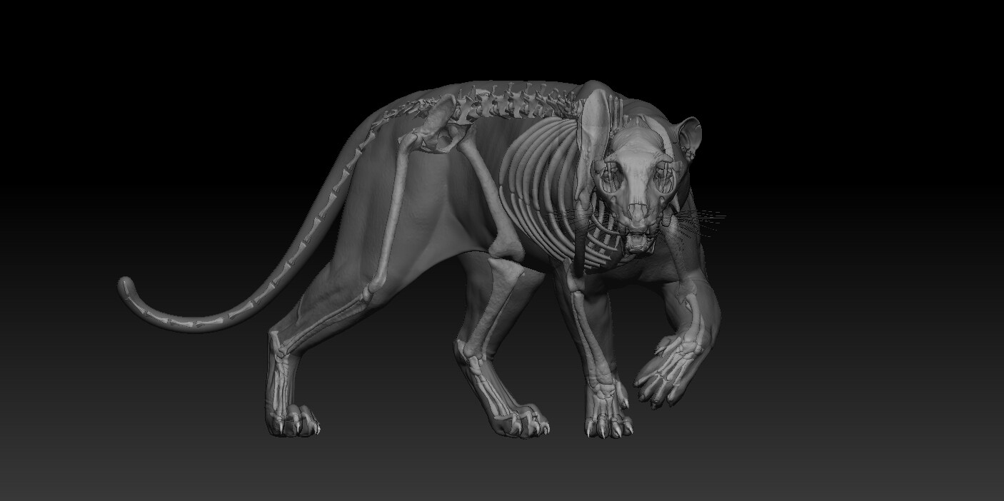 Zannettacci Kylian - Panthera pardus skeleton