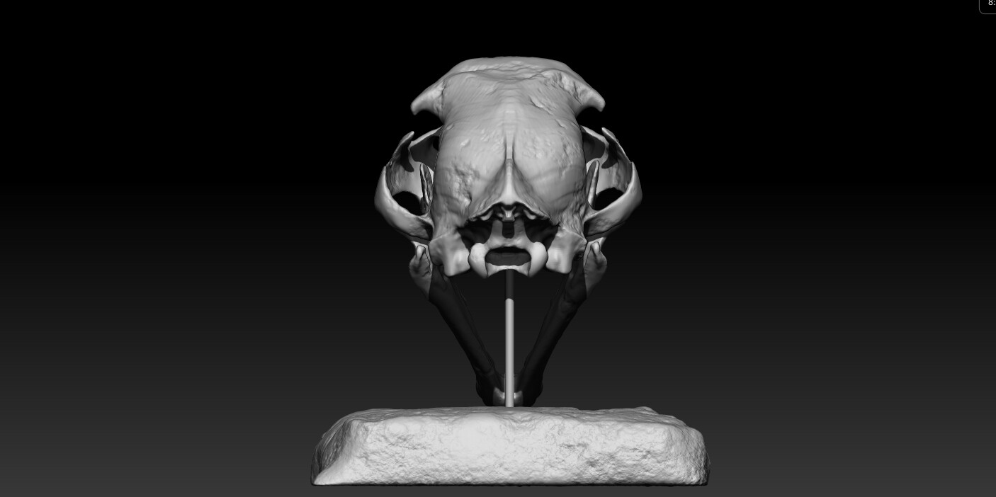 Zannettacci Kylian - Panthera pardus skeleton